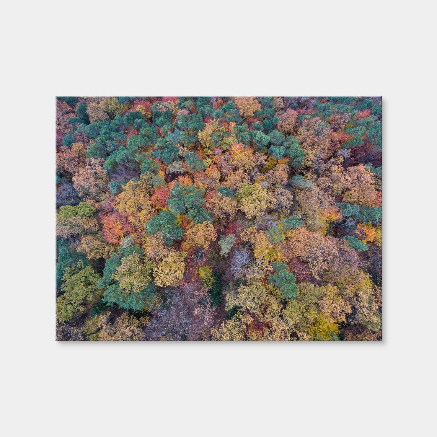 Aerial Fall Wall Art