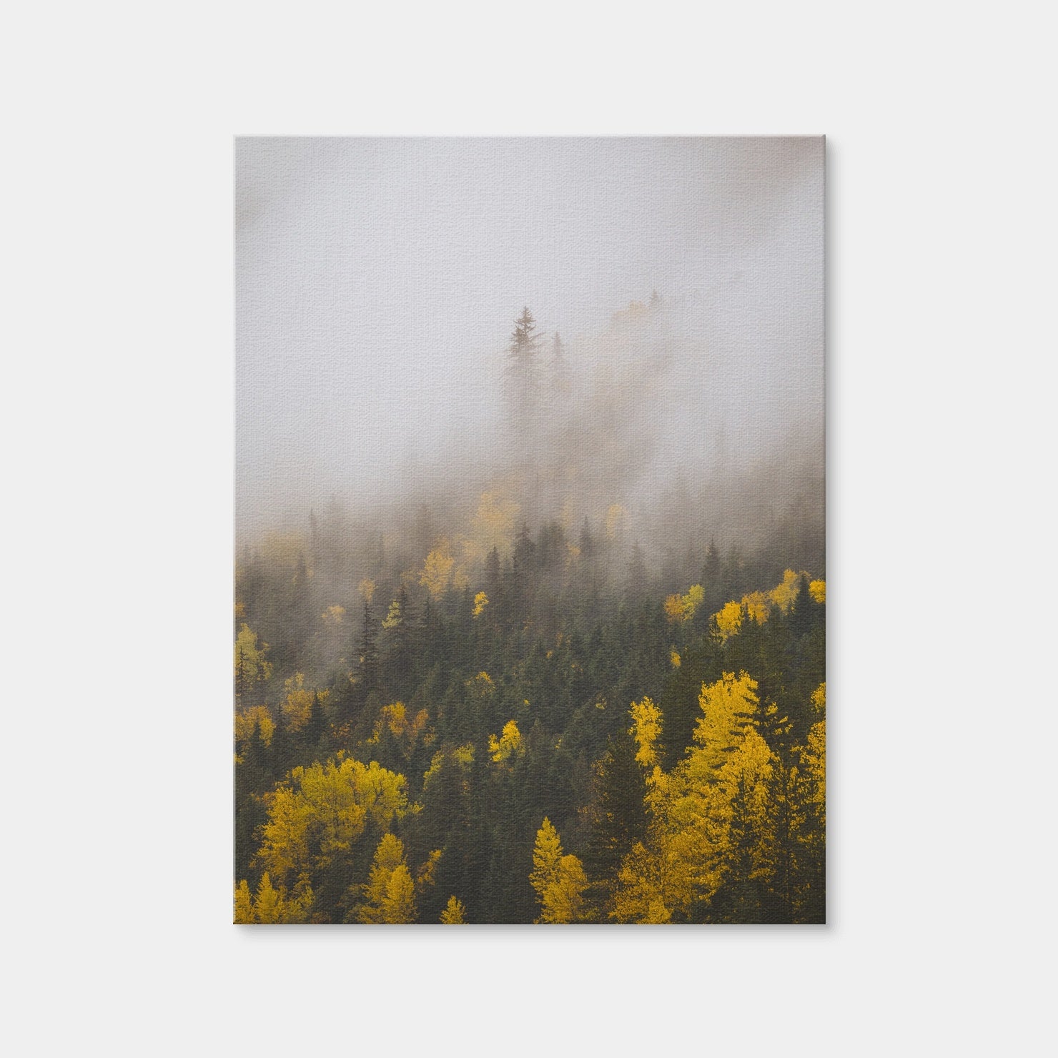 Fall Colors in Northern BC 4 Wall Art