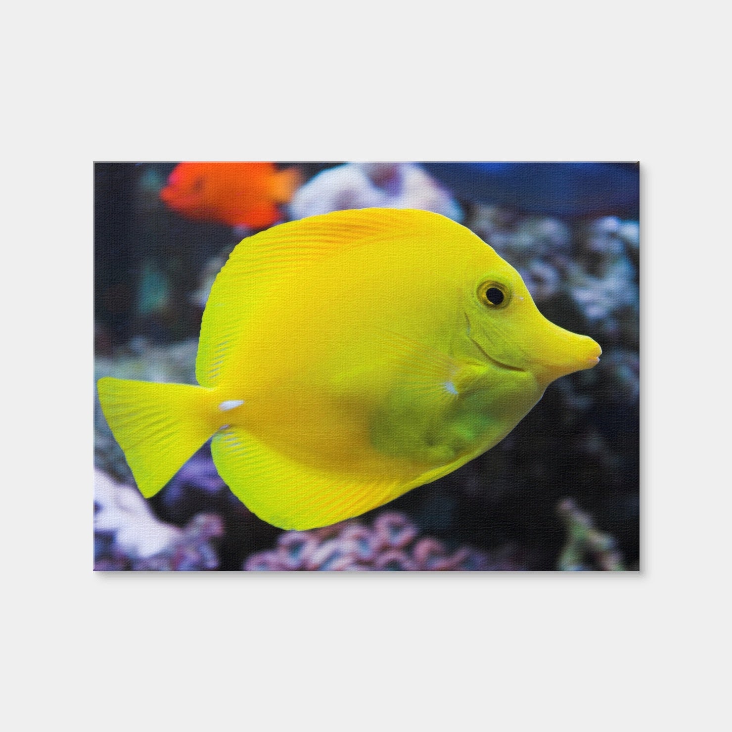 Yellow Tang Wall Art